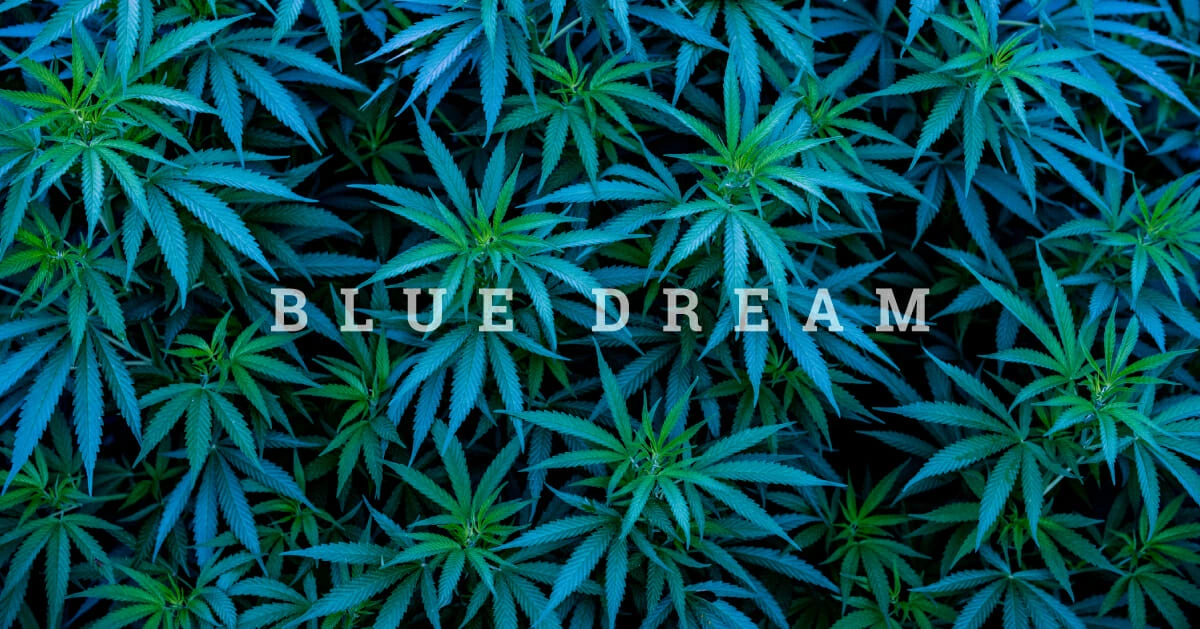 Strain Review: Blue Dream - Same Day Weed Delivery Surrey - The Greenmates