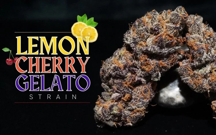 Strain Review: Lemon Cherry Gelato - Surrey Weed Delivery