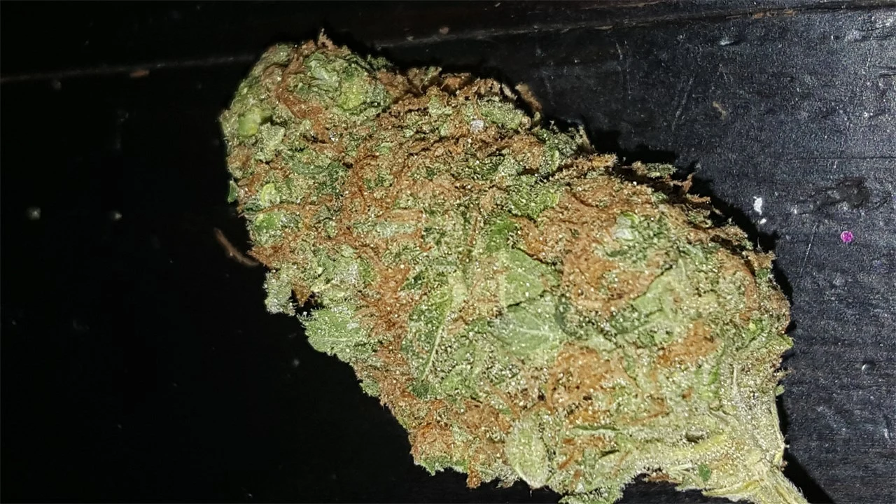 Strain Review: Alien Kush - Surrey Weed Delivery