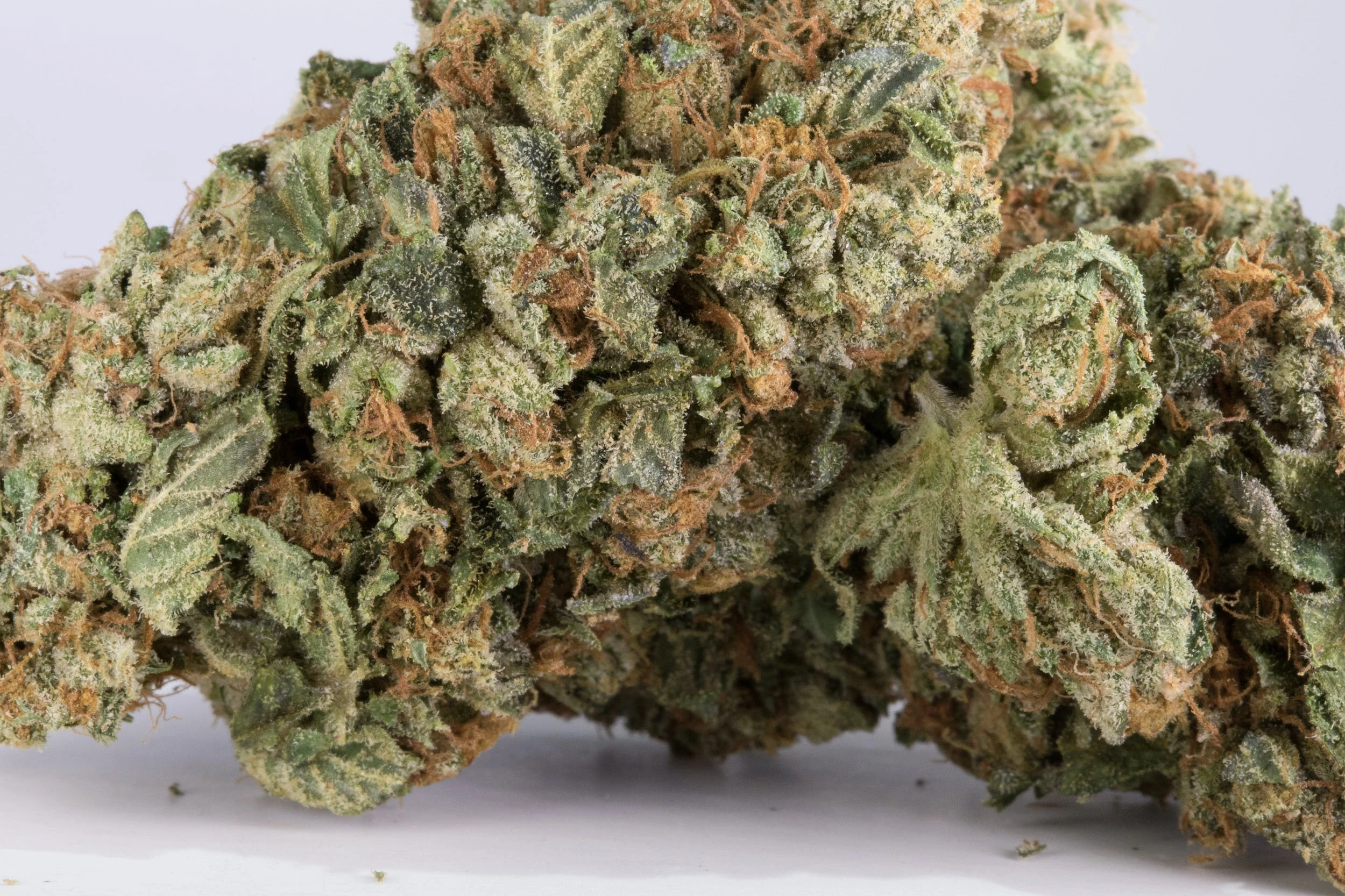 What Is The Most Popular Weed Strain In Canada - Surrey Weed Delivery