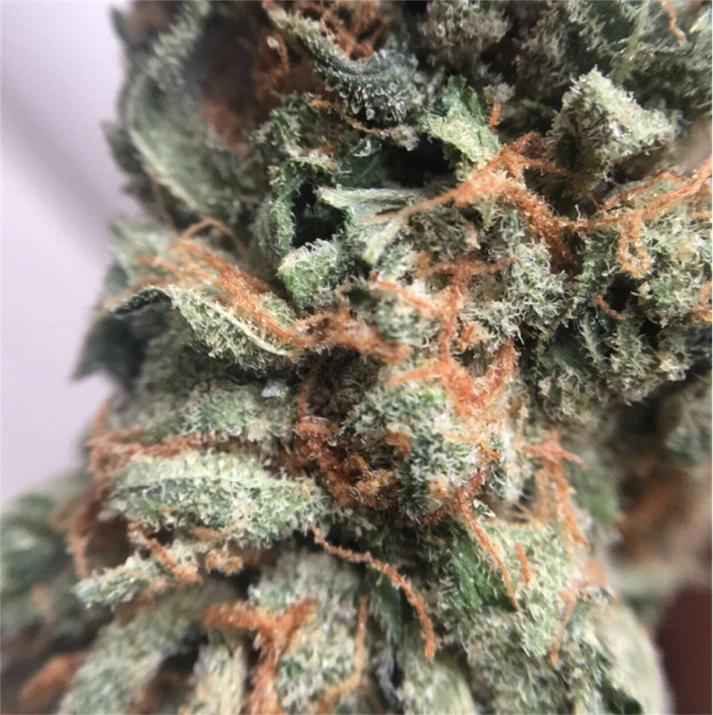 Strain Review: Ghost OG - Surrey Weed Delivery