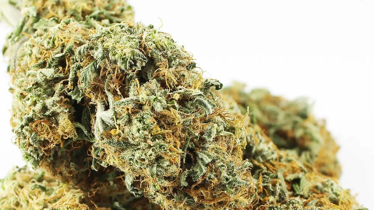 Strain Review: Agent Orange - A Citrusy Sativa Flower - Surrey Weed ...