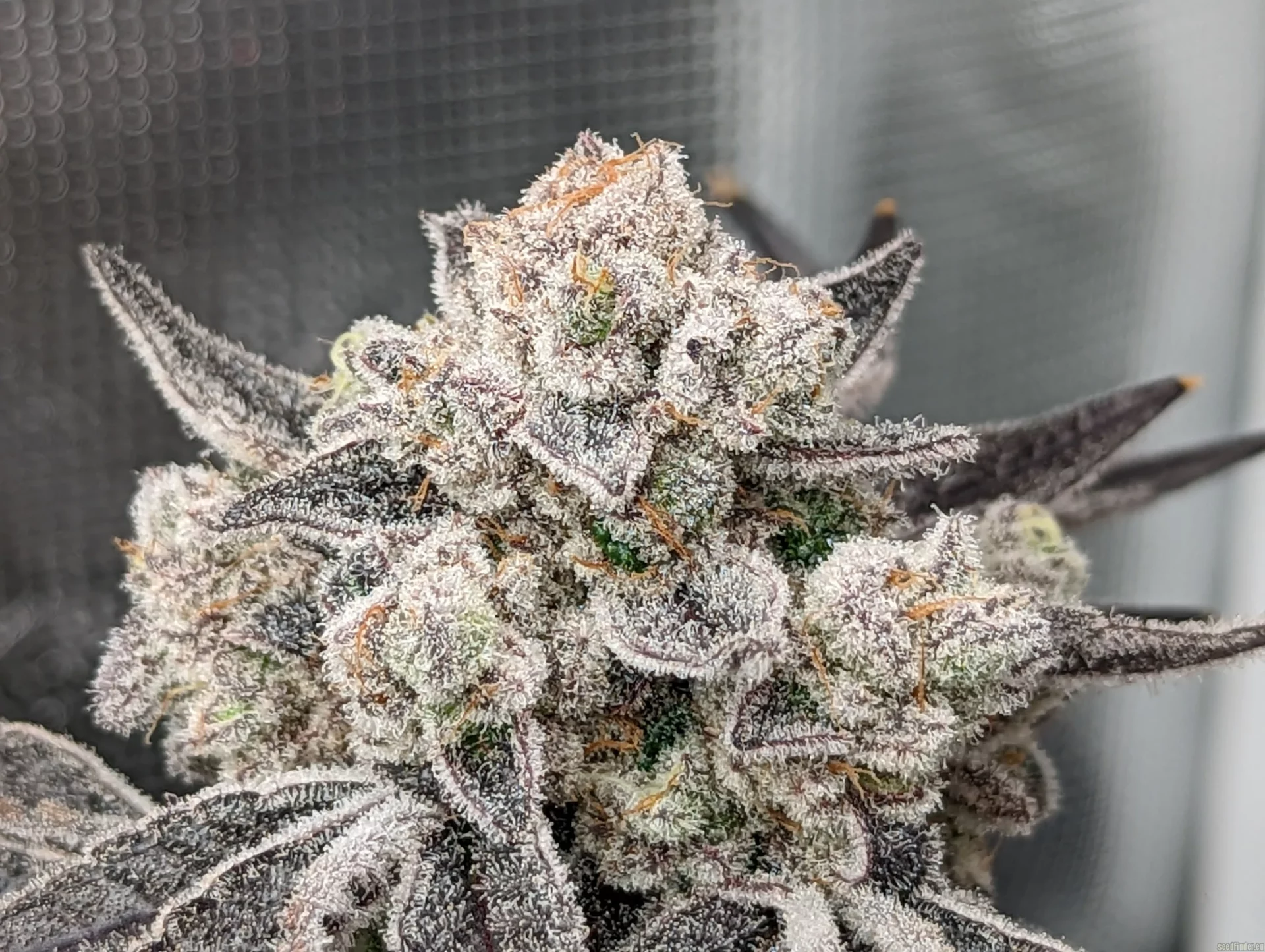 Strain Review: Cap Junky - Surrey Weed Delivery