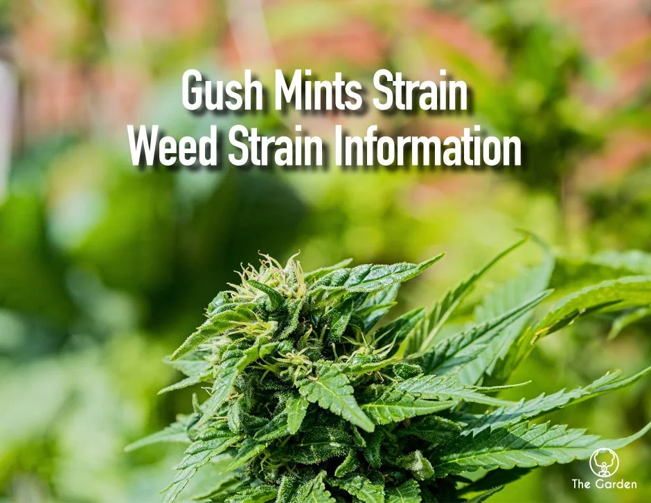 Strain Review: Gush Mints - Surrey Weed Delivery