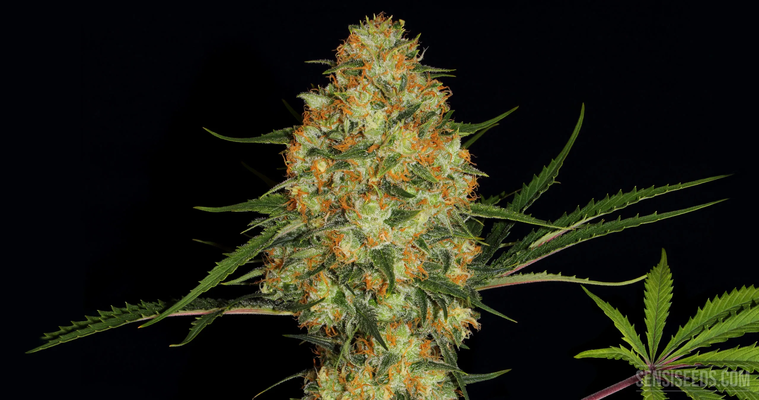 Strain Review: Hindu Phunk - Weed Delivery Surrey