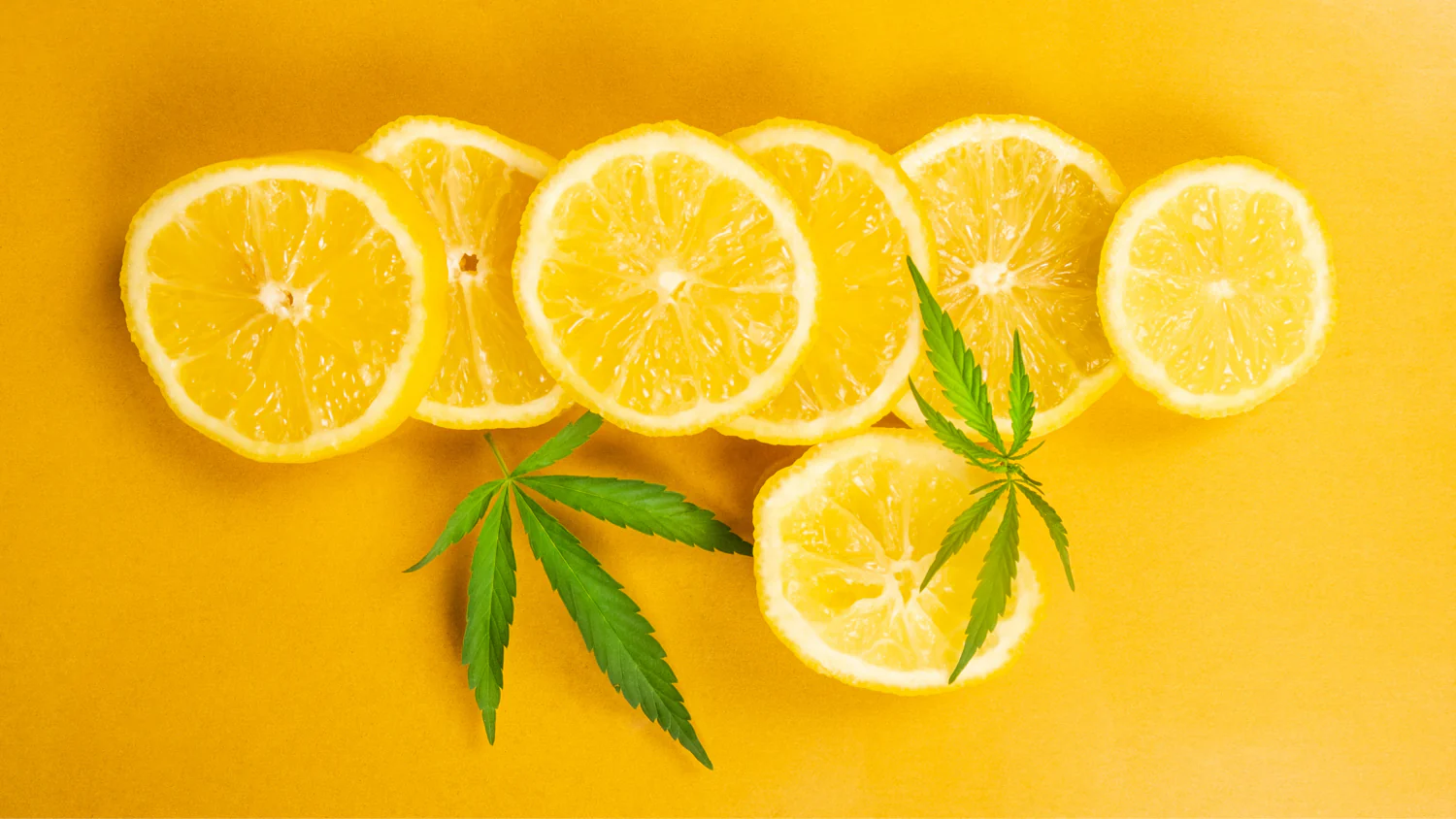 10 Amazing Lemon Strains: A Citrusy Journey Through Canada's Finest ...