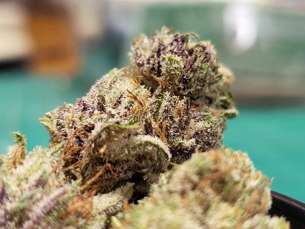 Sweet Gas Cannabis: A Delightful Journey into the World of Sweet Gas - Weed Delivery Tri-Cities