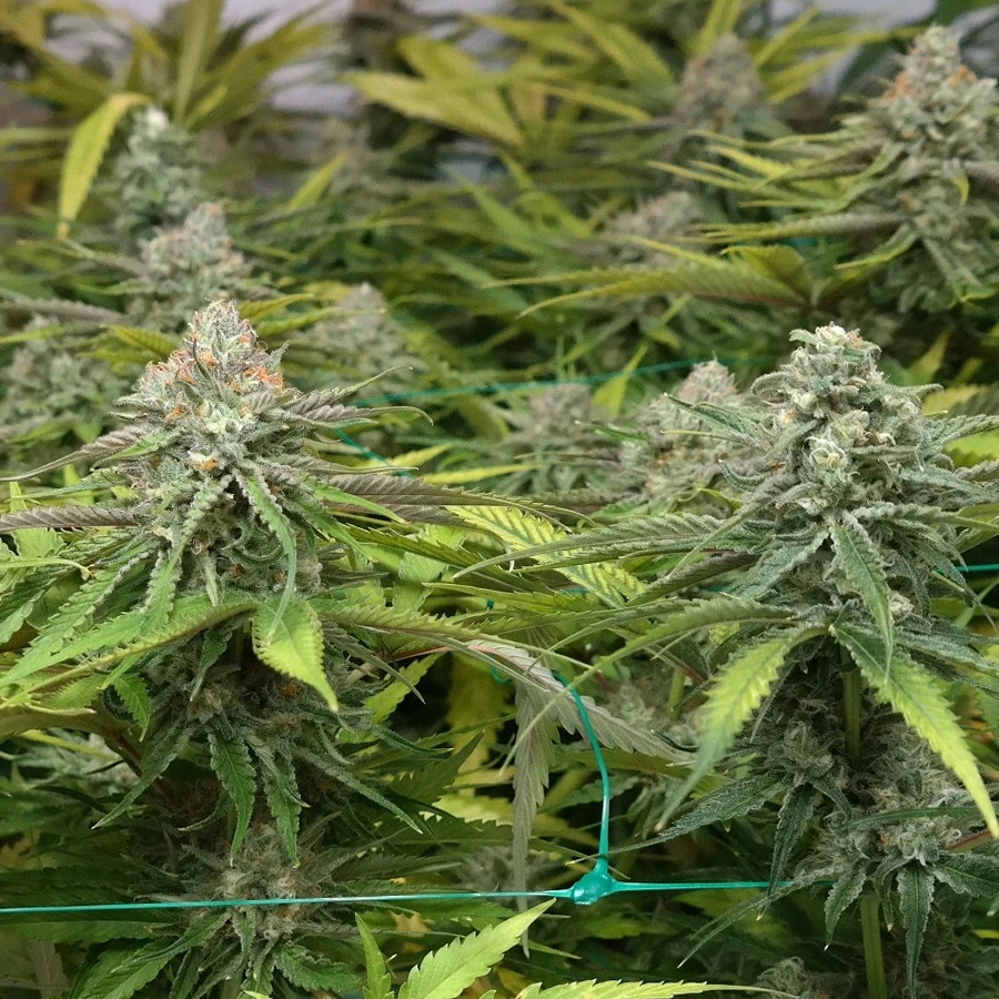 Strain Review: Peyote Cookies - Weed Delivery Tri-Cities