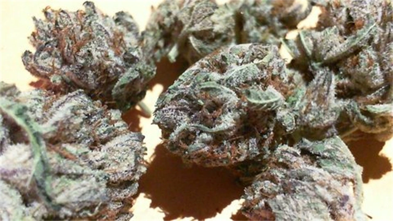 Which OG Strain is the Best? A Comprehensive Guide to Finding Your ...