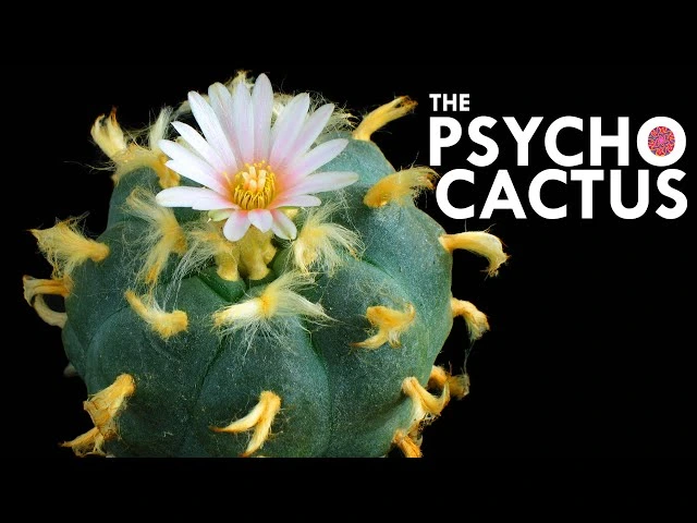 What Is Peyote? - Weed Delivery Tri-Cities