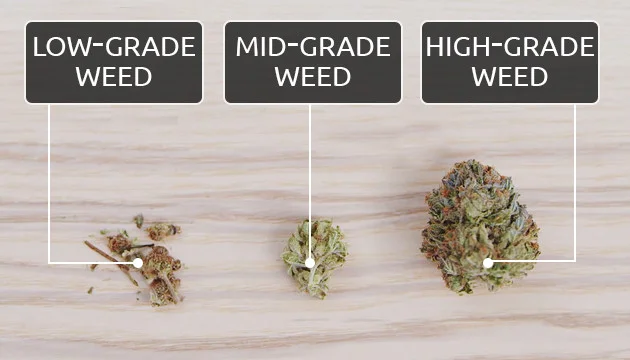 The Ultimate Guide to Expert Weed Grading - Weed Delivery Tri-Cities