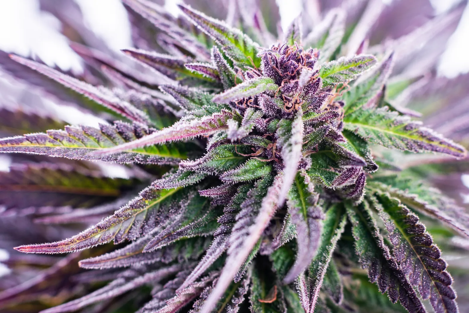 Indica vs. Sativa: Unraveling the Intricacies of Cannabis Strains ...