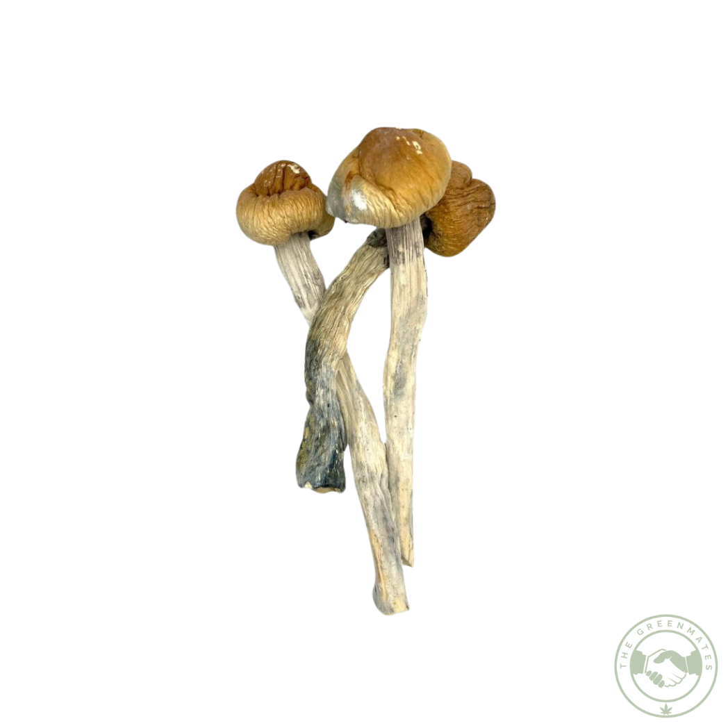 Melmac Penis Envy 7g | Shrumes - Weed Delivery Tri-Cities