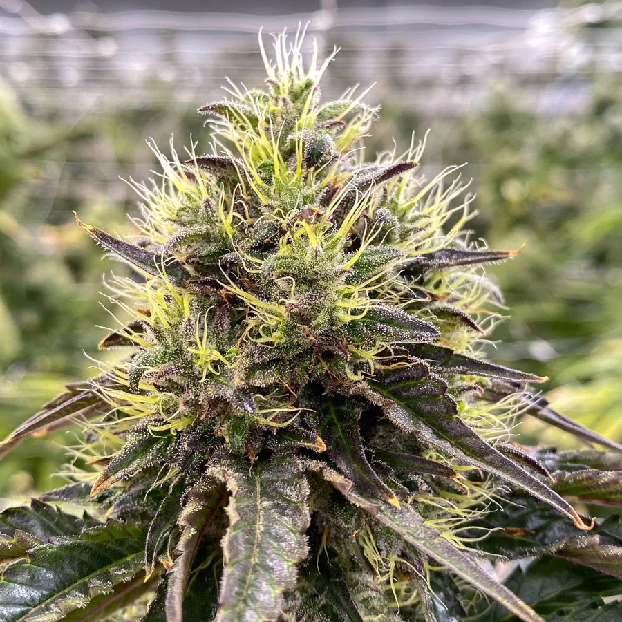Understanding Pheno Hunting: Revealing the Mysteries of Cannabis ...