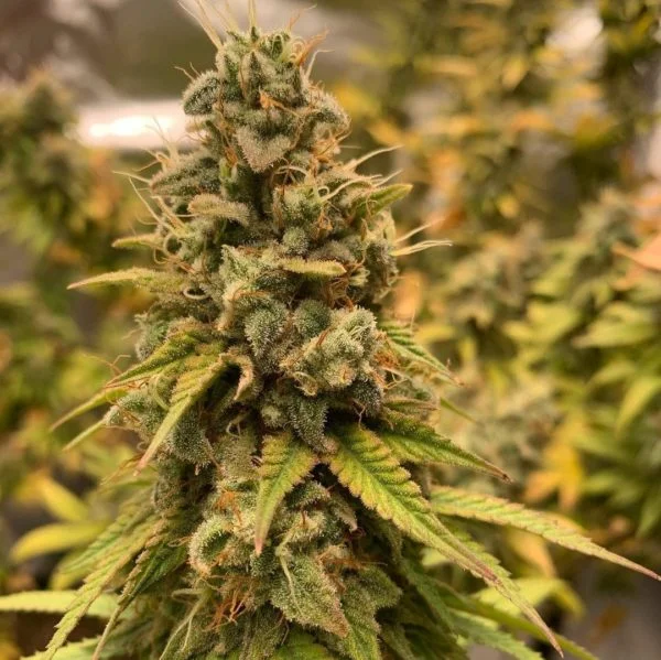Strain Review: Papaya Power - Weed Delivery Tri-Cities
