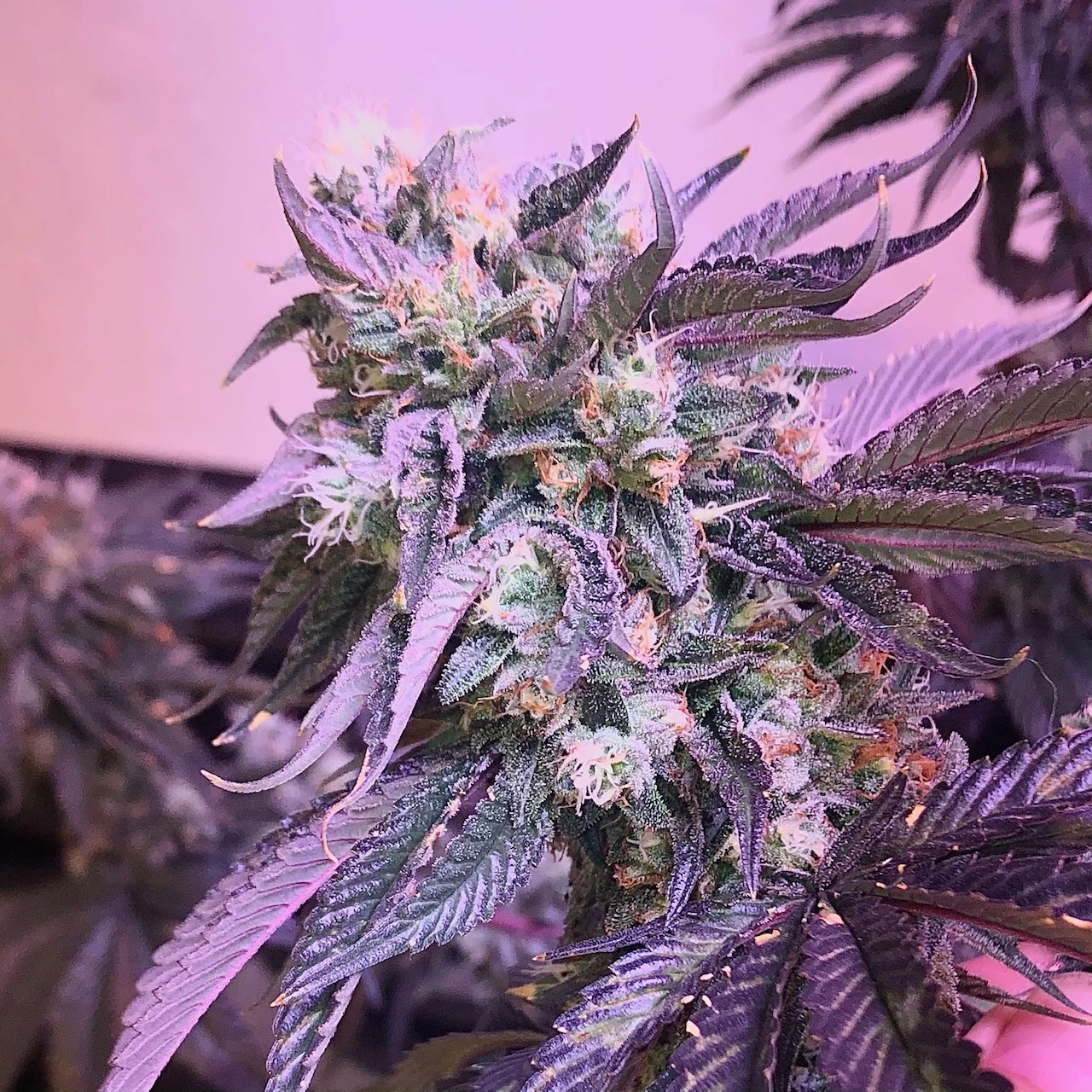 Strain Review: Death Bubba