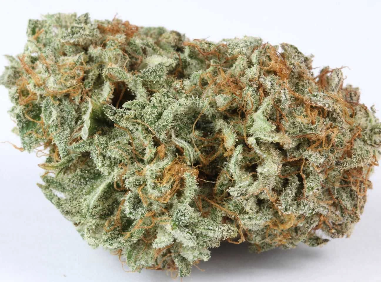 Strain Review: Master Kush