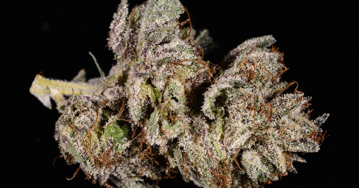 Strain Review: Master Kush