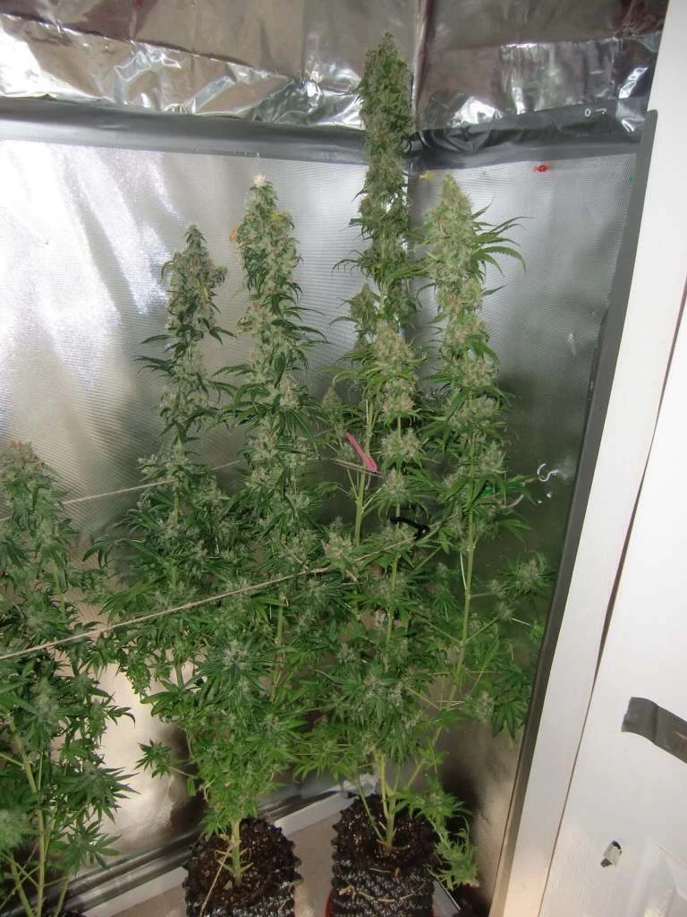 Strain Review: Master Kush