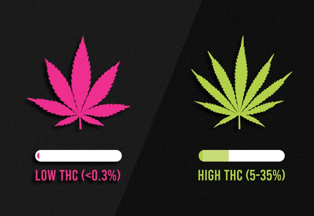 What Does THC Percentage Mean in Flower?