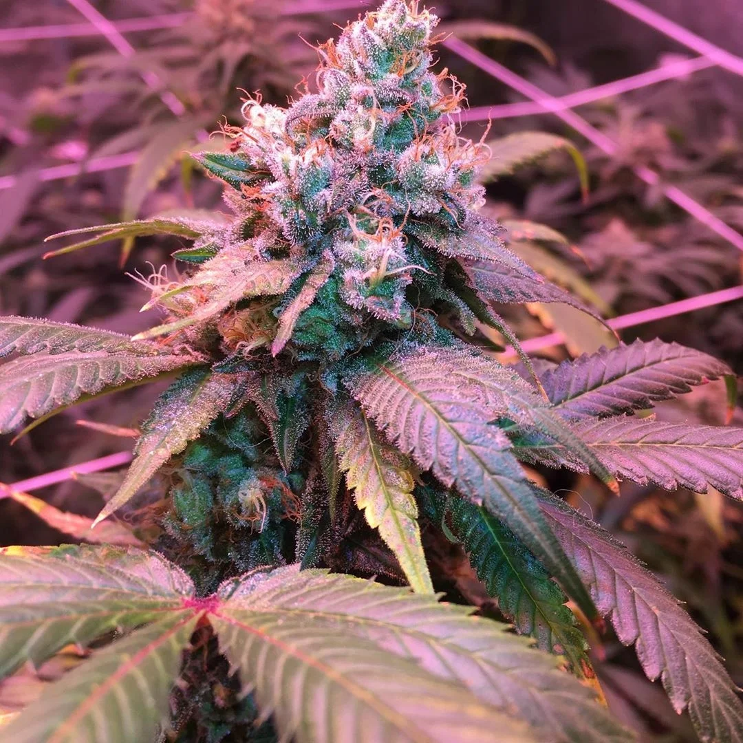 Strain Review: Alien Technology - Weed Delivery Vancouver