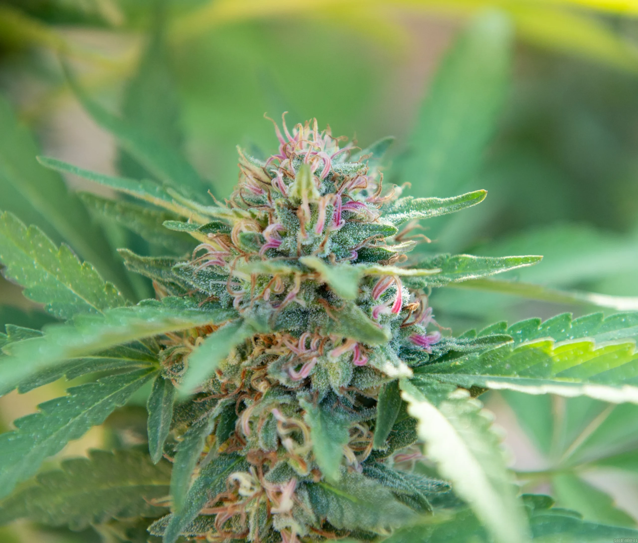 Strain Review: Alien Technology - Weed Delivery Vancouver