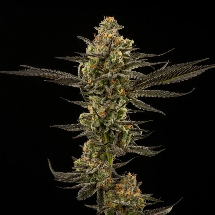 Vancouver's #1 Weed Delivery - Buy Weed Online