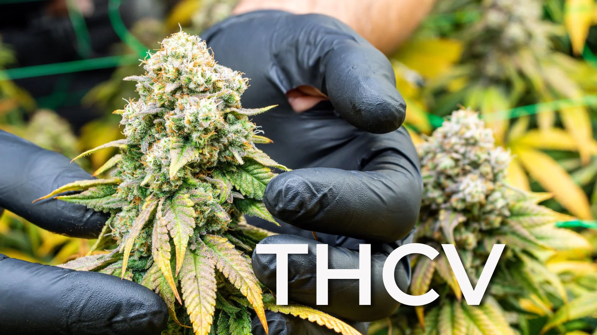 What Is THCV? - Weed Delivery Vancouver