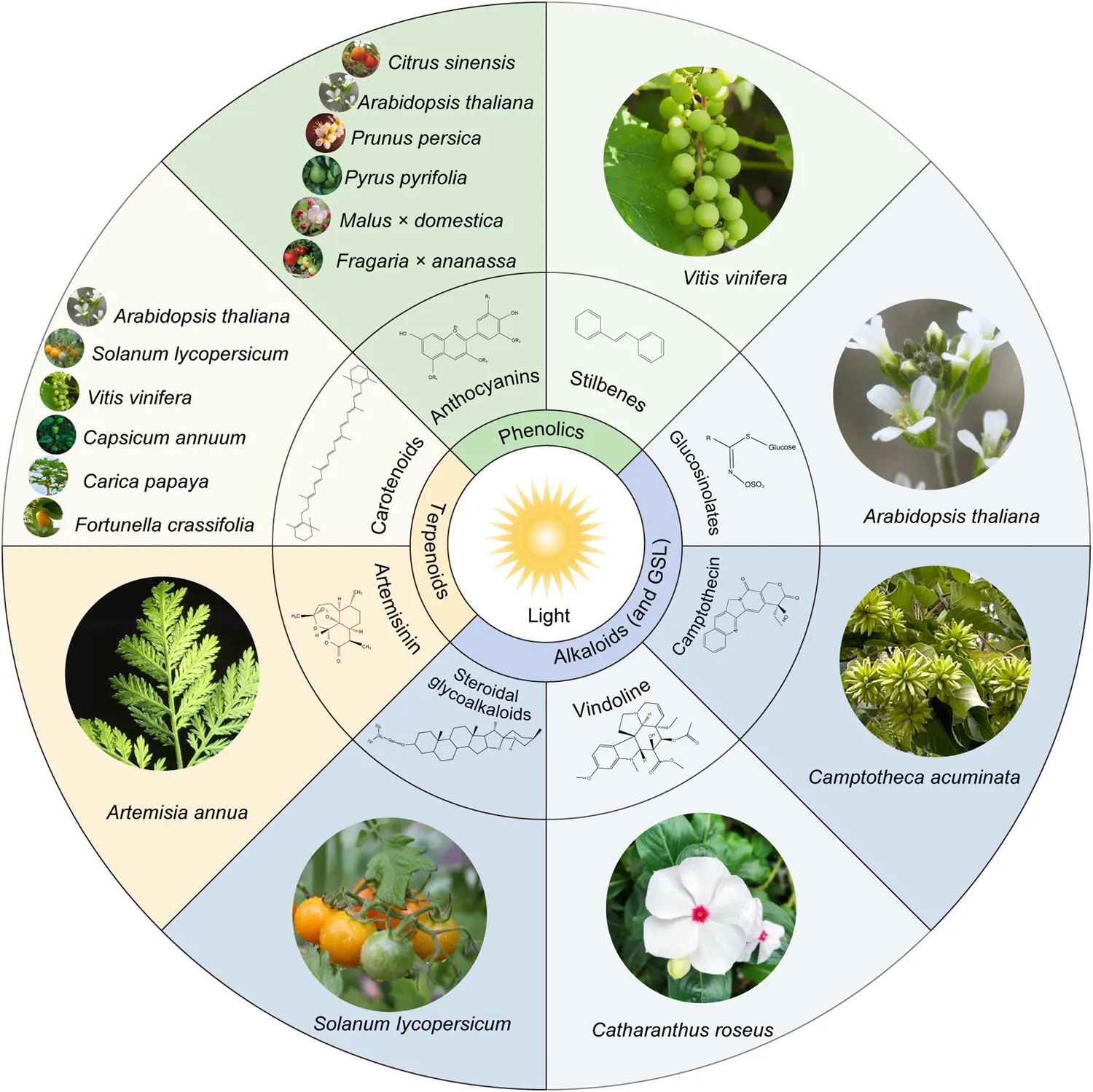 Terpenes 101: Covering The Basics - Weed Delivery Victoria