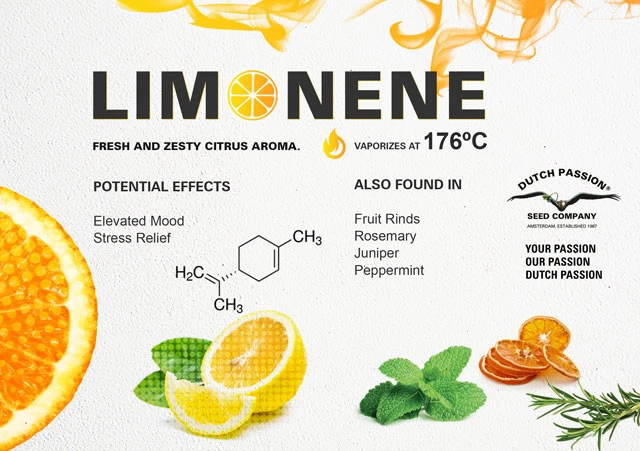 Limonene Unleashed: Exploring the Zesty Wonders of This Citrusy Terpene ...