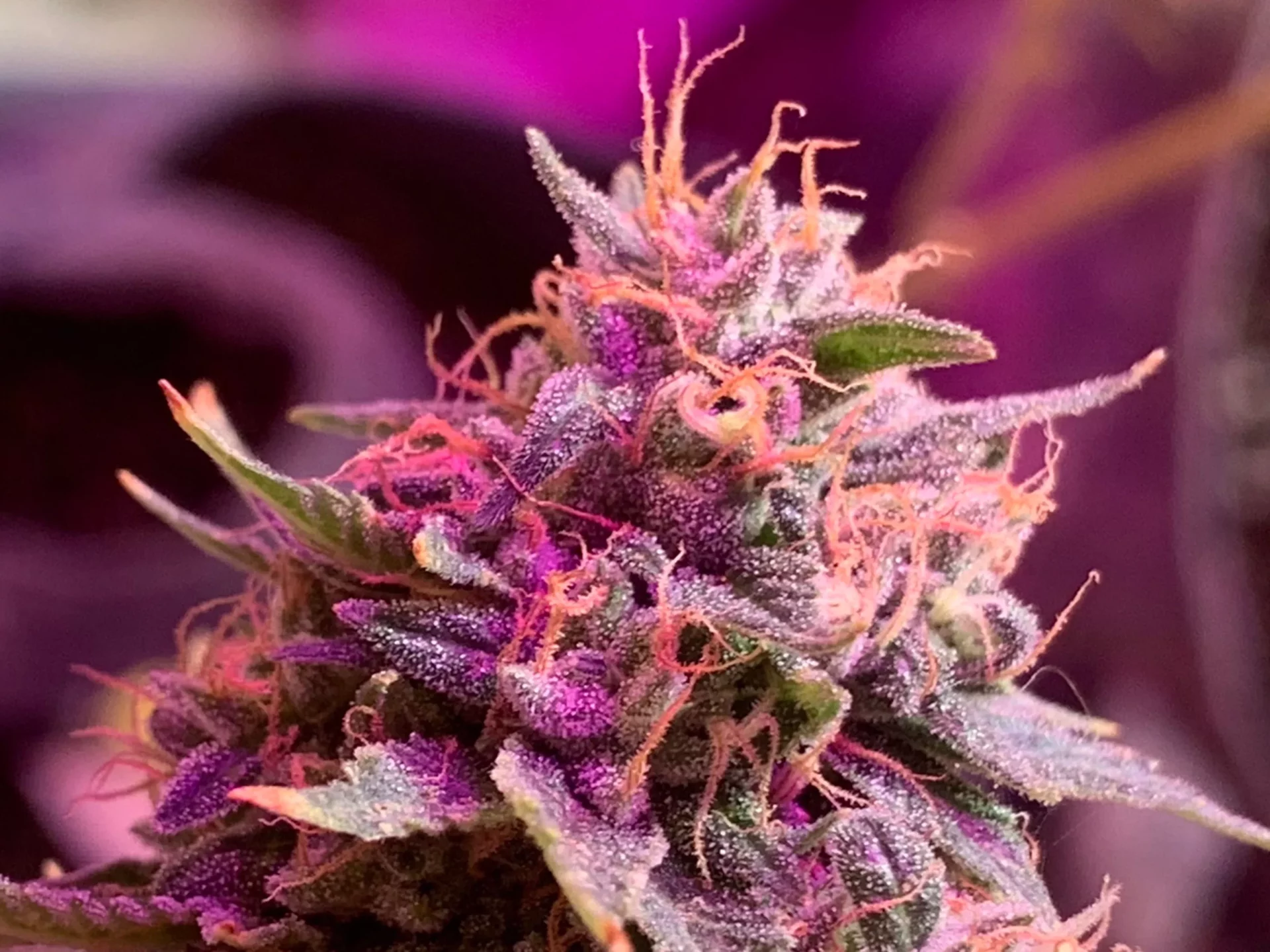 Sour Diesel vs. Amnesia Haze: Which is Better? - Weed Delivery Victoria