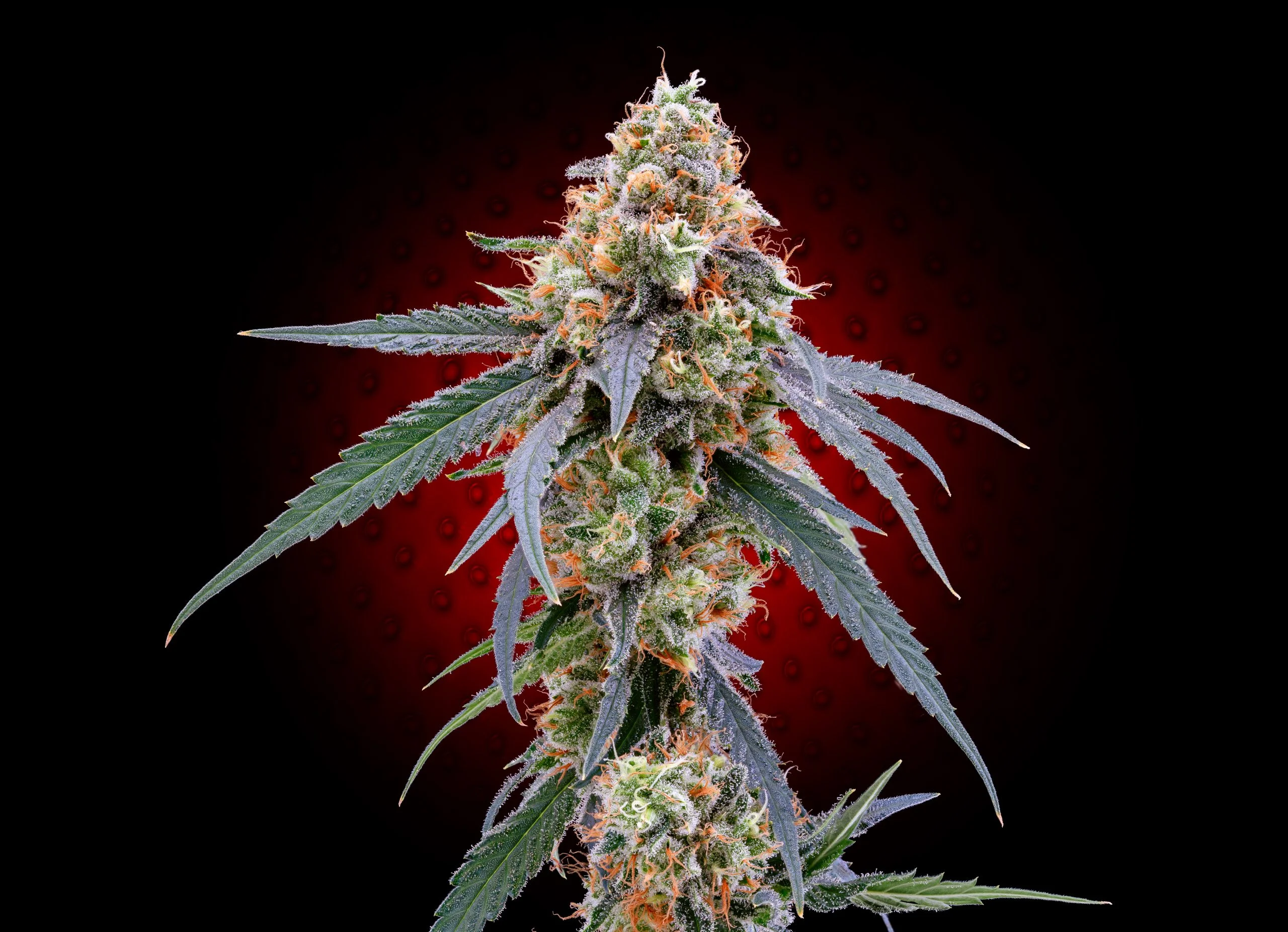 Strain Review: Strawberry Guava - Weed Delivery Victoria