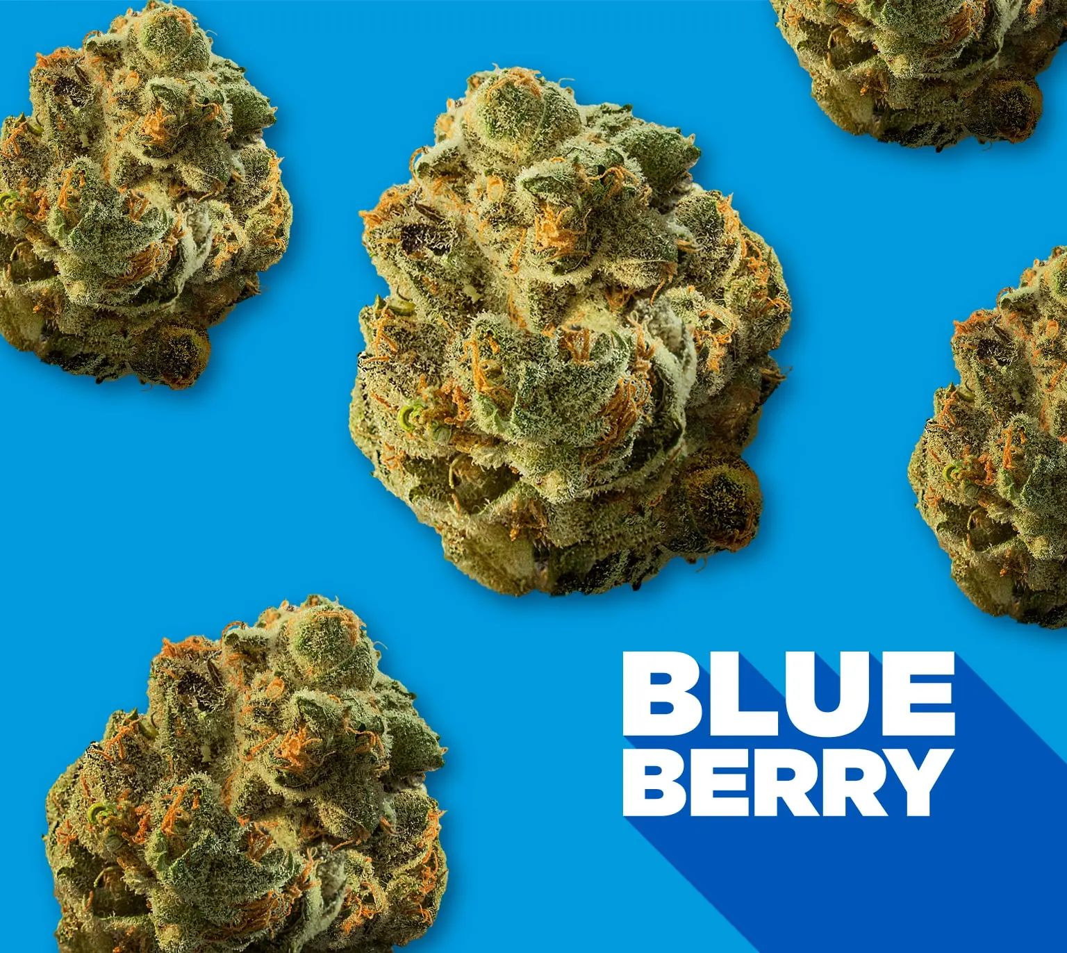 Strain Review: Blueberry - Weed Delivery Winnipeg