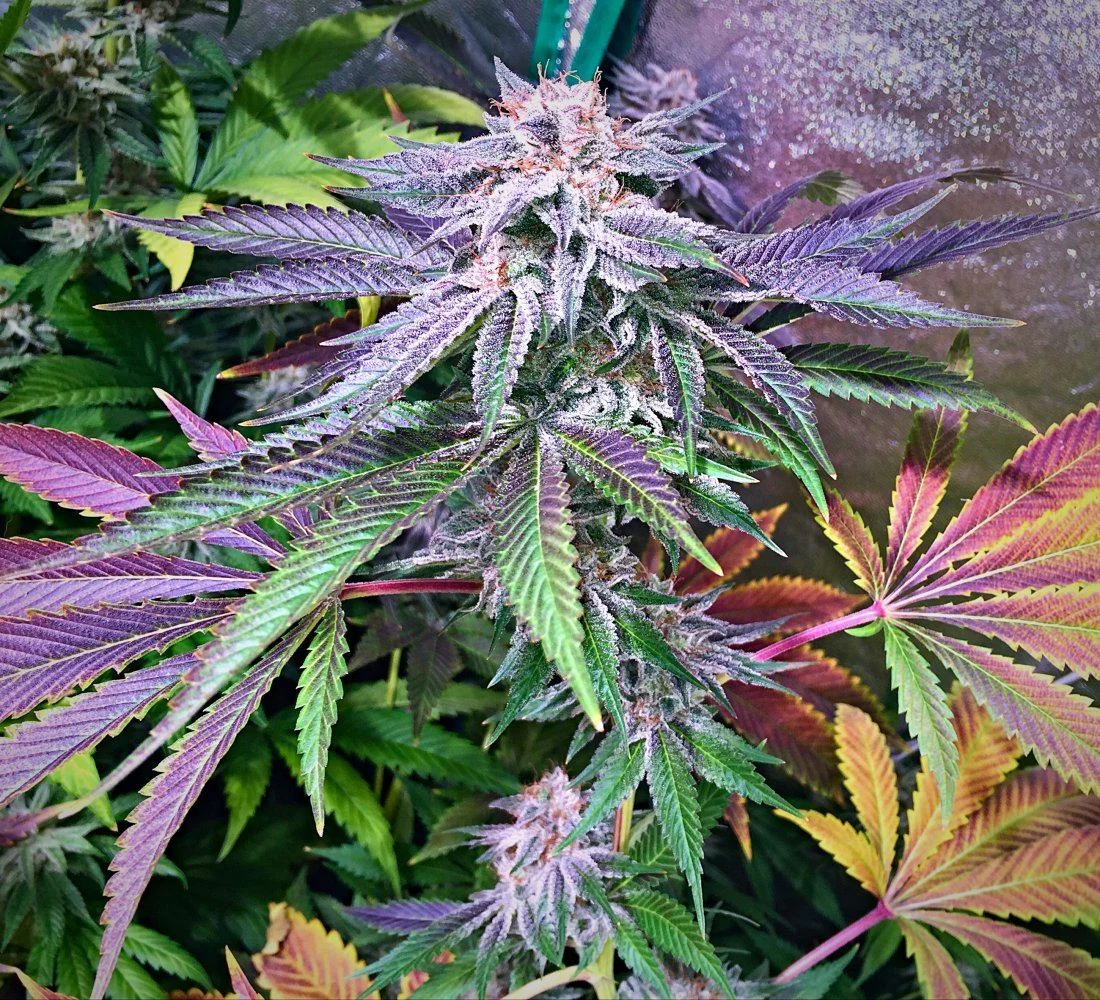 Cherry Alien OG vs. Blue Zkittlez - Weed Delivery Winnipeg