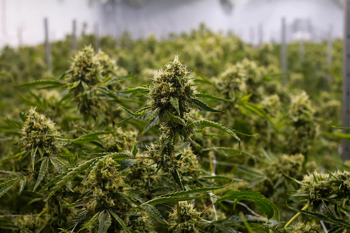 Strain Review: King Louis XIII Kush - Weed Delivery Winnipeg