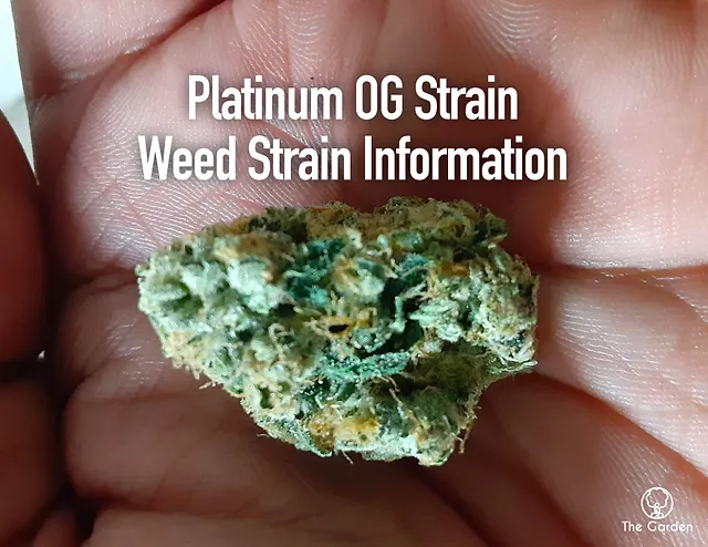 Strain Review: Platinum OG - Weed Delivery Winnipeg