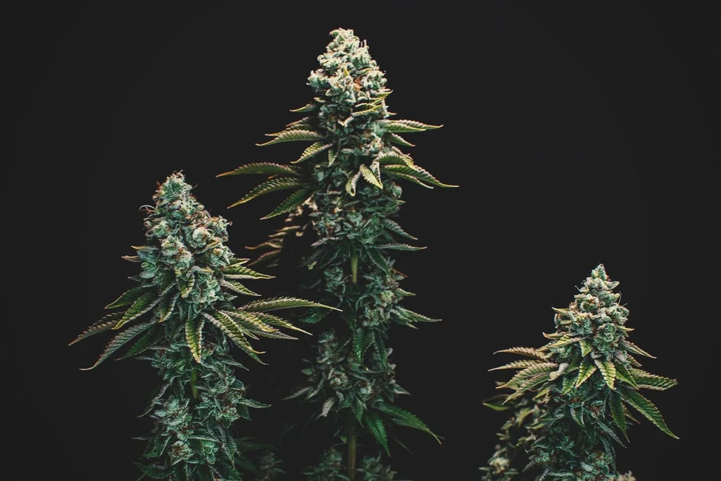 What Is The Ideal Climate For Growing Cannabis? - Weed Delivery Winnipeg