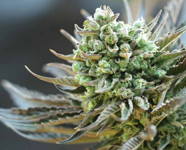 Strain Review: Timewreck - Weed Delivery Winnipeg