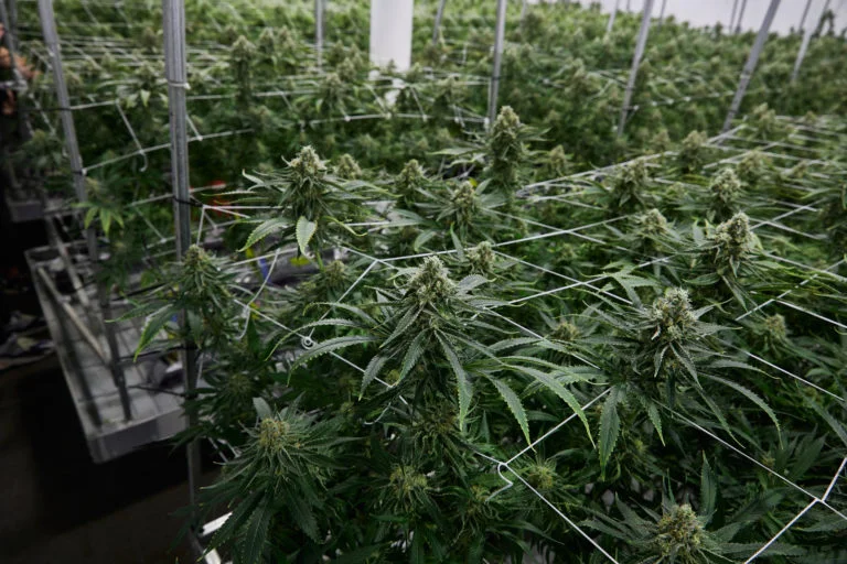 How To Trellis a Cannabis Garden - Weed Delivery Winnipeg